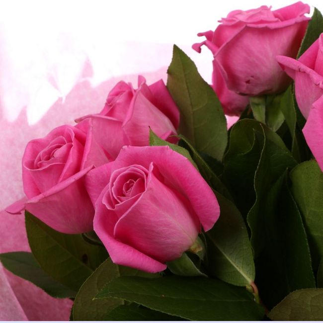 12 Pink Roses Bouquet – Delightful Flora