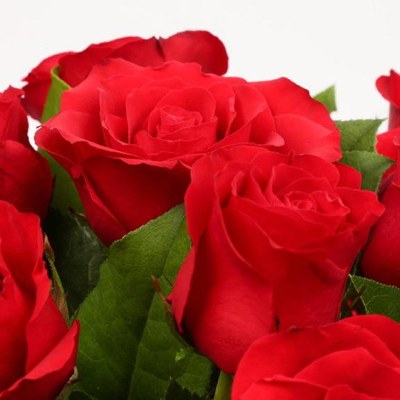12 Red Roses – Delightful Flora